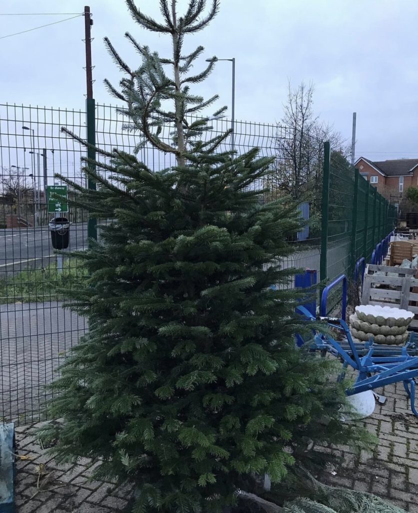 Real Nordmann Fir Christmas Tree – Obrien Architectural.com